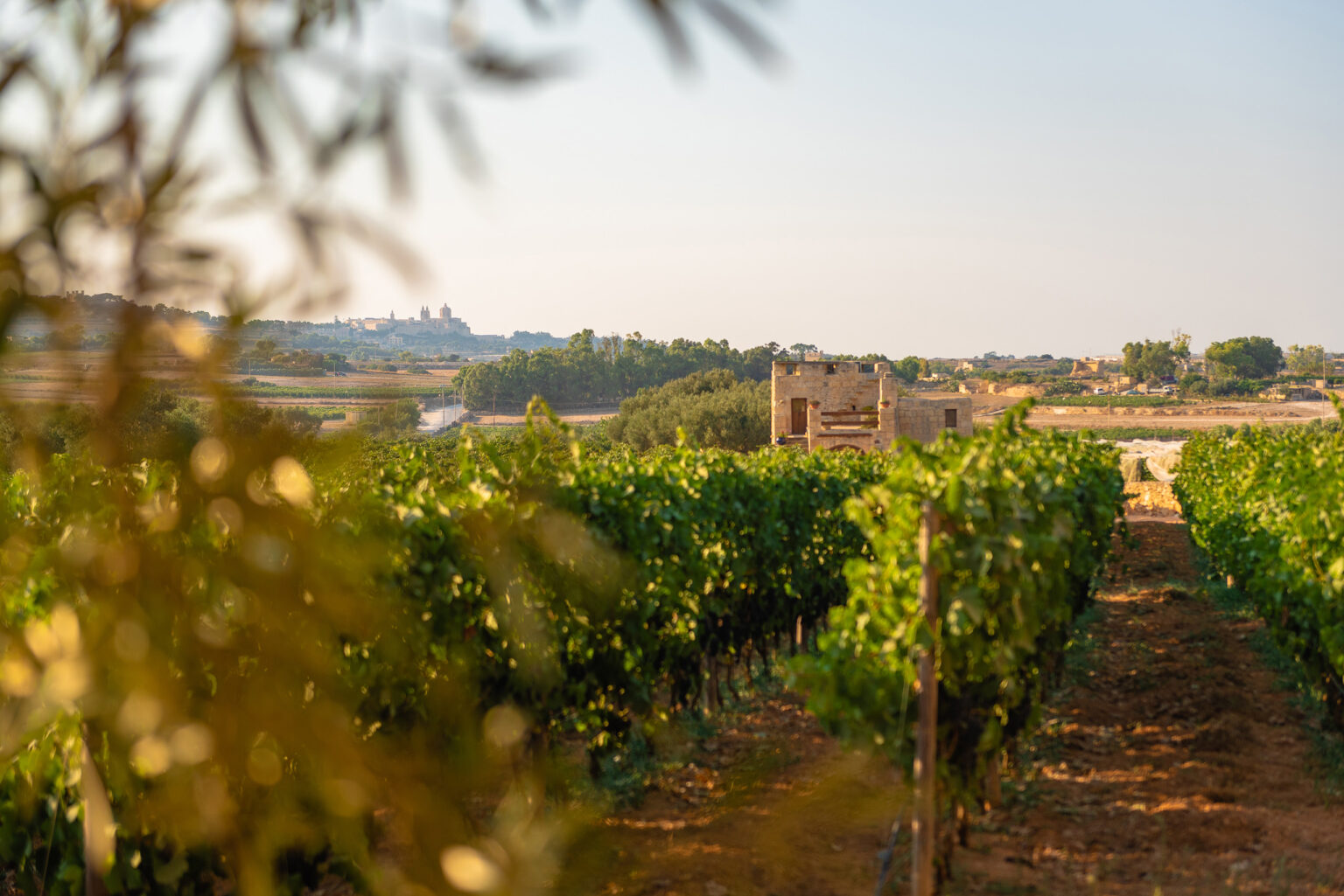 Top 8 Must-Try Traditional Dishes and Wineries in Malta
